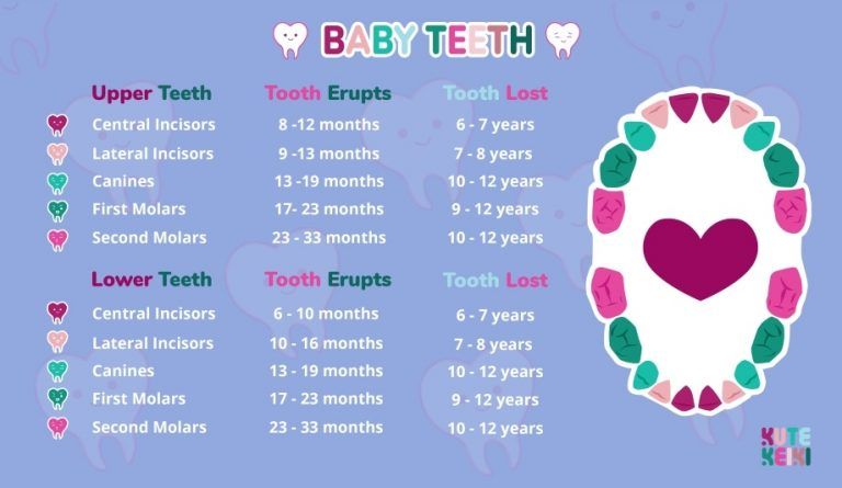 Baby Teeth Order & Teething Chart | Kute Keiki